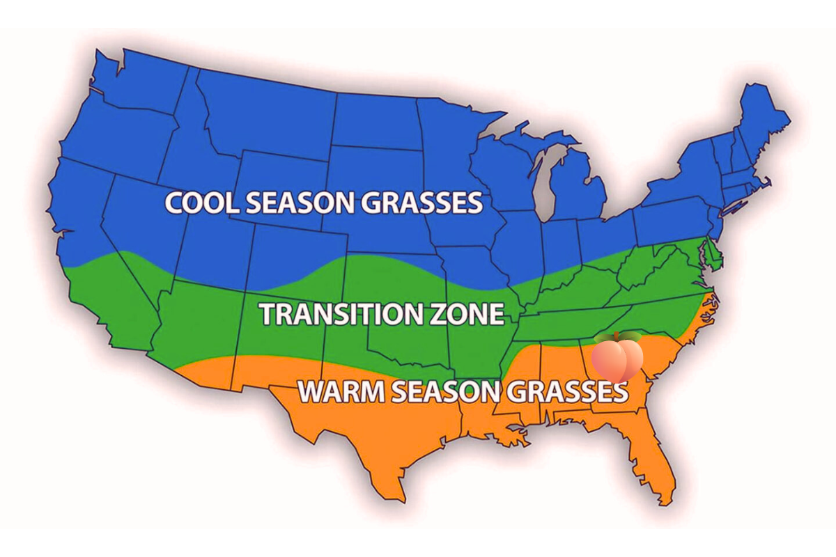 From Bare Soil to Beautiful Yard: The Best Grass Seed for Georgia Lawns ...